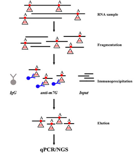m7G MeRIP试剂盒_君礼生物科技(上海)有限公司
