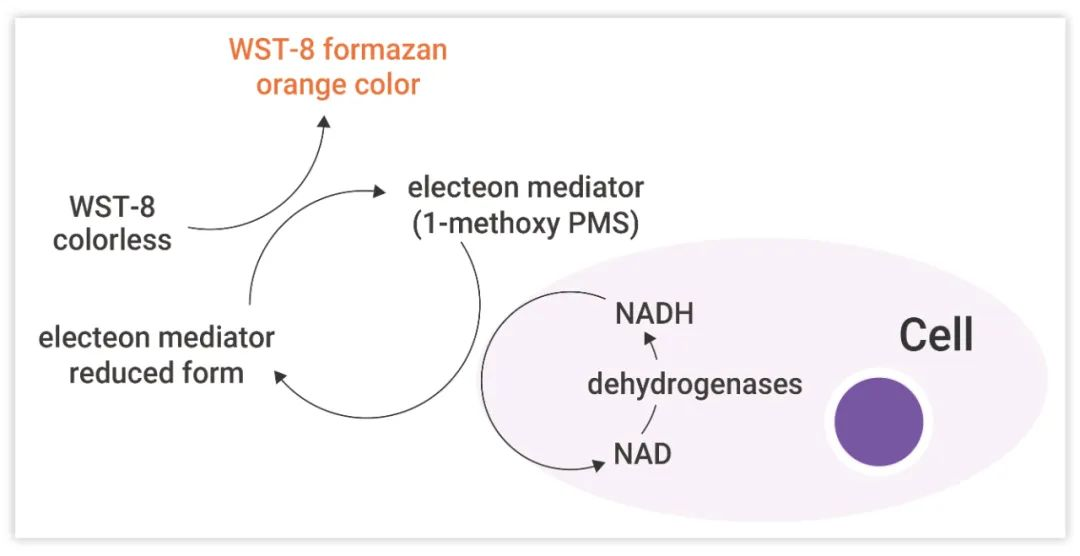细胞铁死亡_君礼生物科技(上海)有限公司